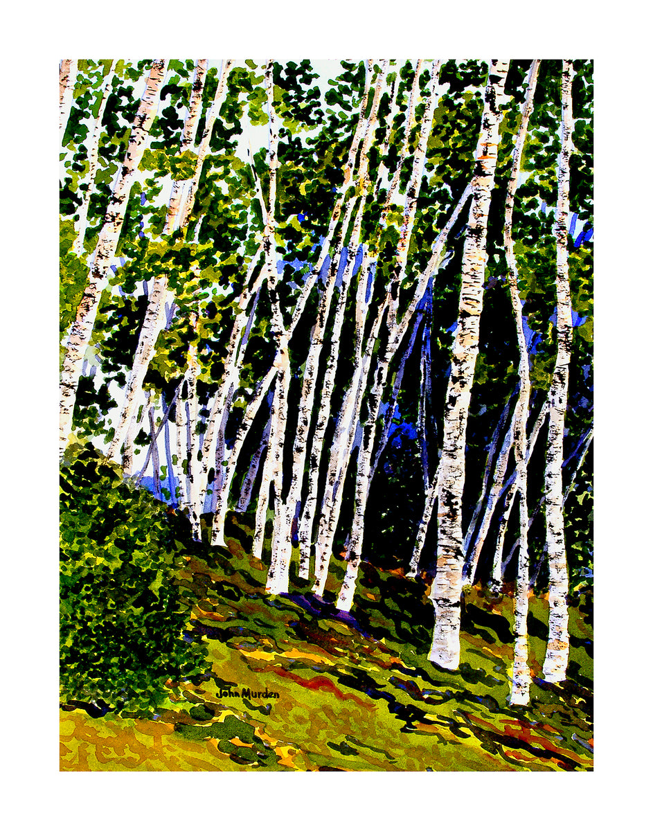 Birches – TheMurdenGallery
